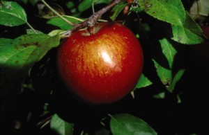 Haralson Apple - The Apple Tree Guy