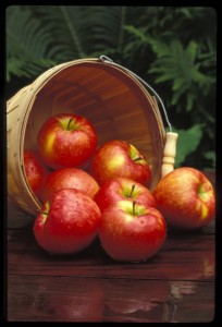 Apples - The Apple Tree Guy