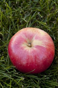 Fireside Apple (Sold out for 2024) - The Apple Tree Guy