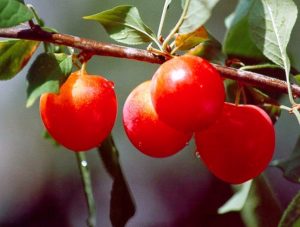 Pembina Plum - The Apple Tree Guy