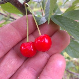 The Apple Tree Guy – Evans Bali Cherry