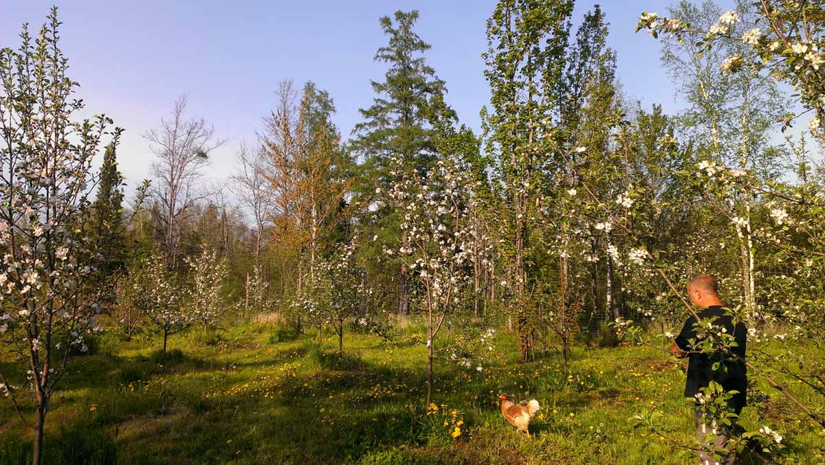 About Us - The Apple Tree Guy