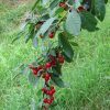 Evans Bali Cherry (Sold out for 2024) - The Apple Tree Guy
