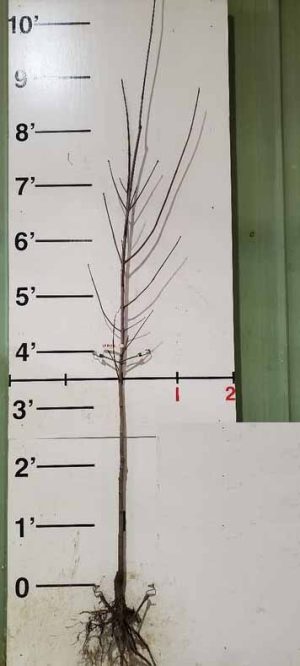 Crimson King Maple - The Apple Tree Guy