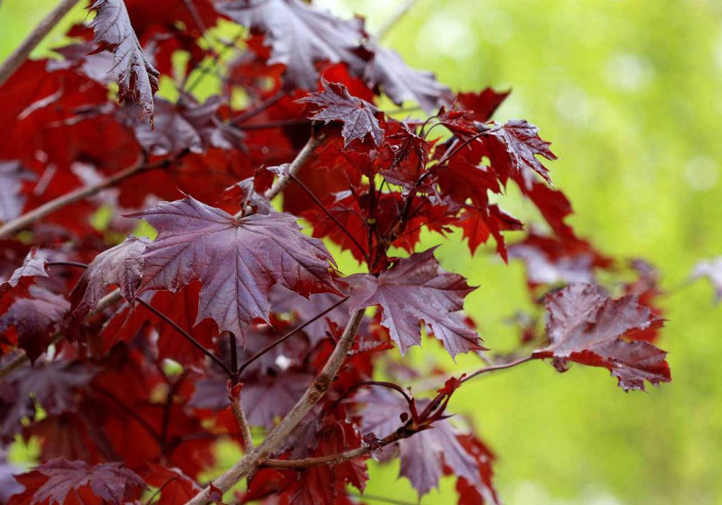 Crimson King Maple - The Apple Tree Guy