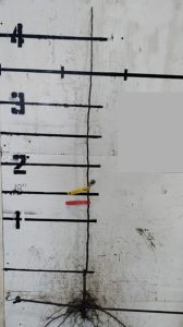 Triumph Apple (New for 2024) - The Apple Tree Guy