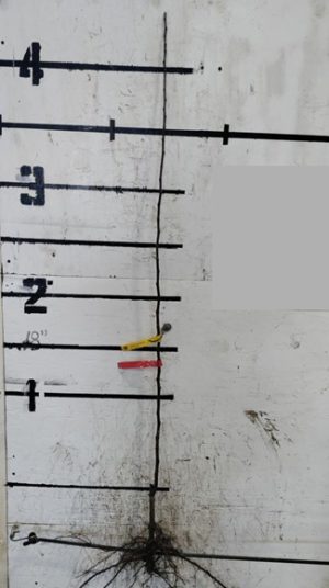 Triumph Apple (New for 2024) - The Apple Tree Guy